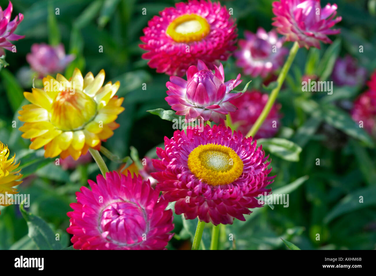 Strohblumen hi-res stock photography and images - Alamy