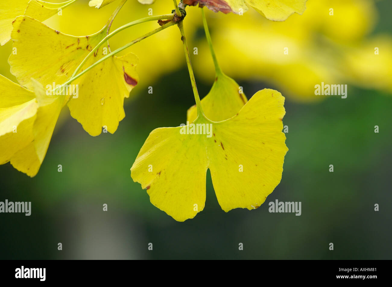 Wild ginko tree hi-res stock photography and images - Alamy