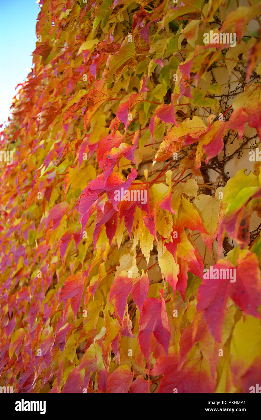 Colorful wild vine Stock Photo - Alamy