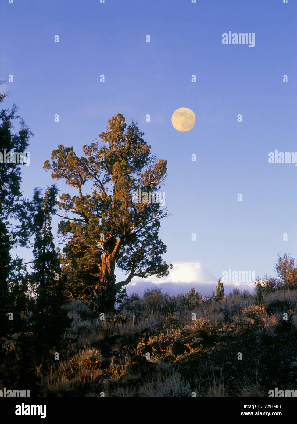 A moonrise on the Badland Wilderness Study Area near Bend, Oregon Stock ...
