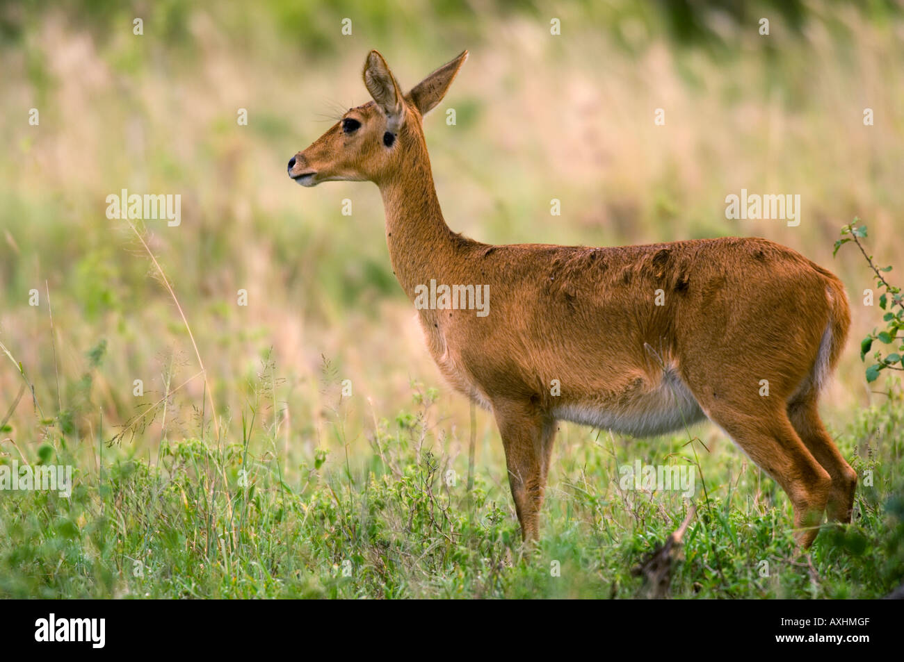 Tanzania Serengeti National Park Reedbuck Redunca arundinum Stock Photo ...
