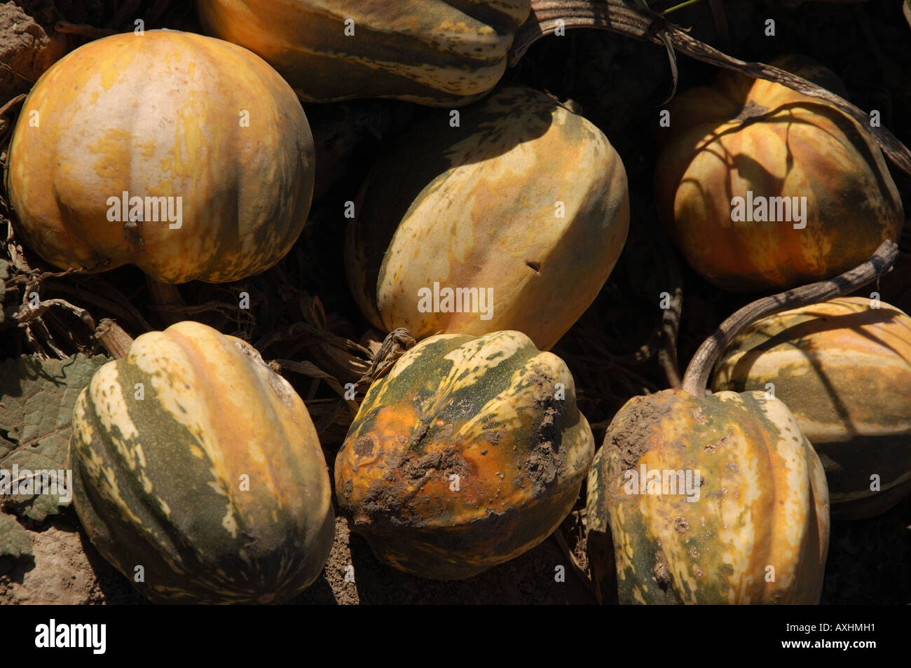Goards hi-res stock photography and images - Alamy