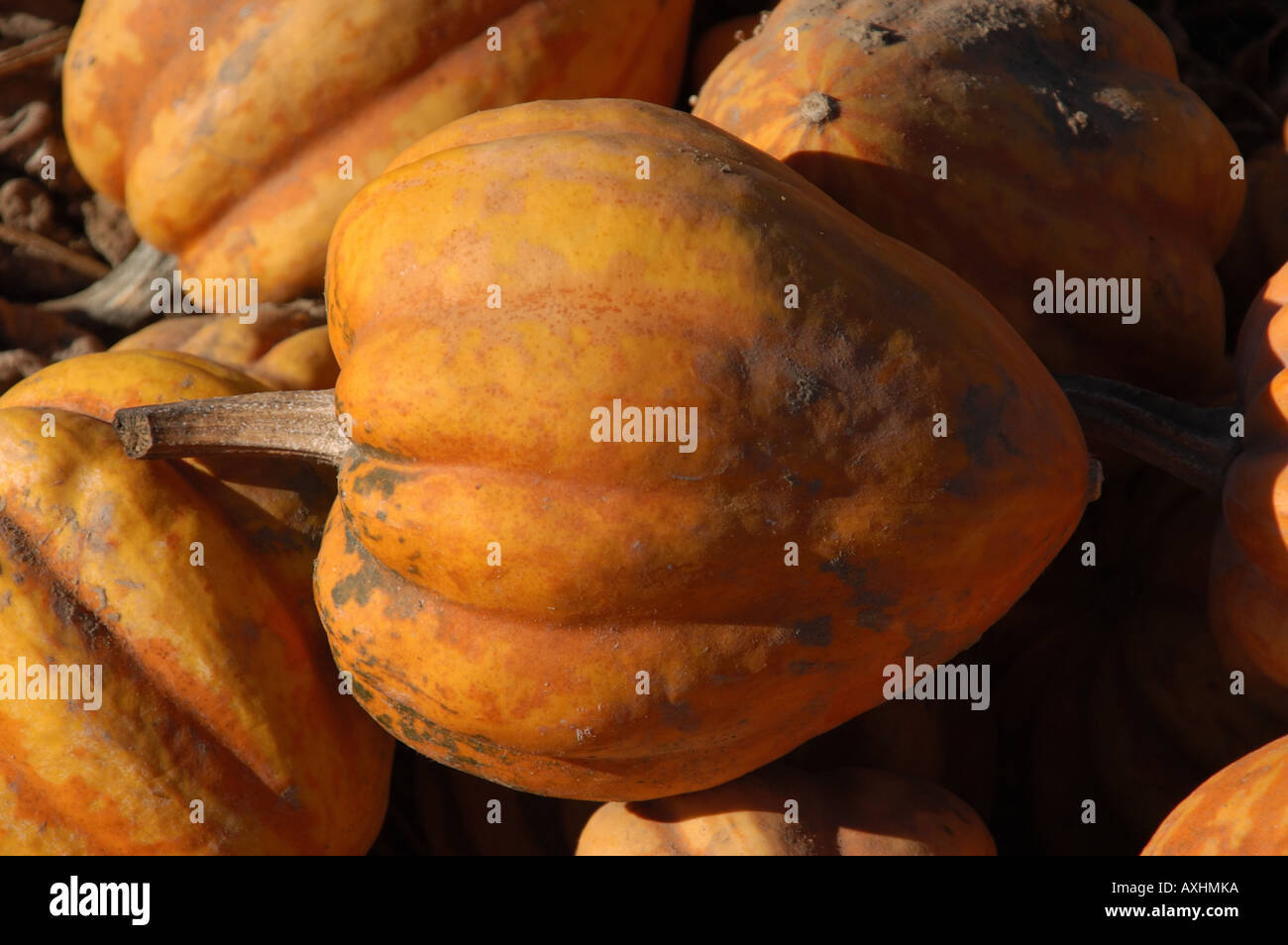 Goards hi-res stock photography and images - Alamy