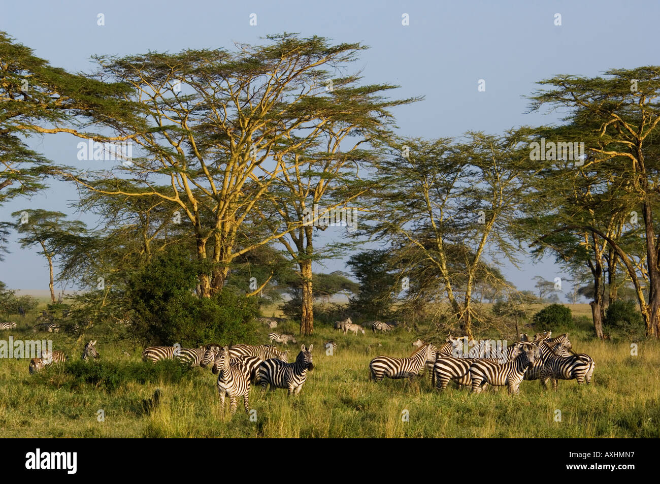 Savanna zebra acacia trees hi-res stock photography and images - Alamy