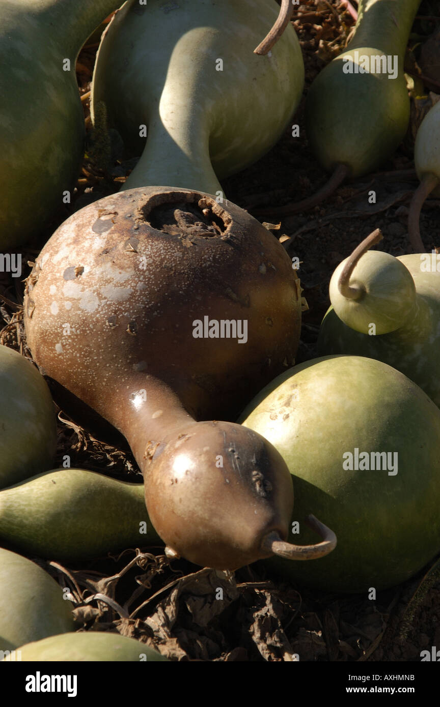 Goards hi-res stock photography and images - Alamy