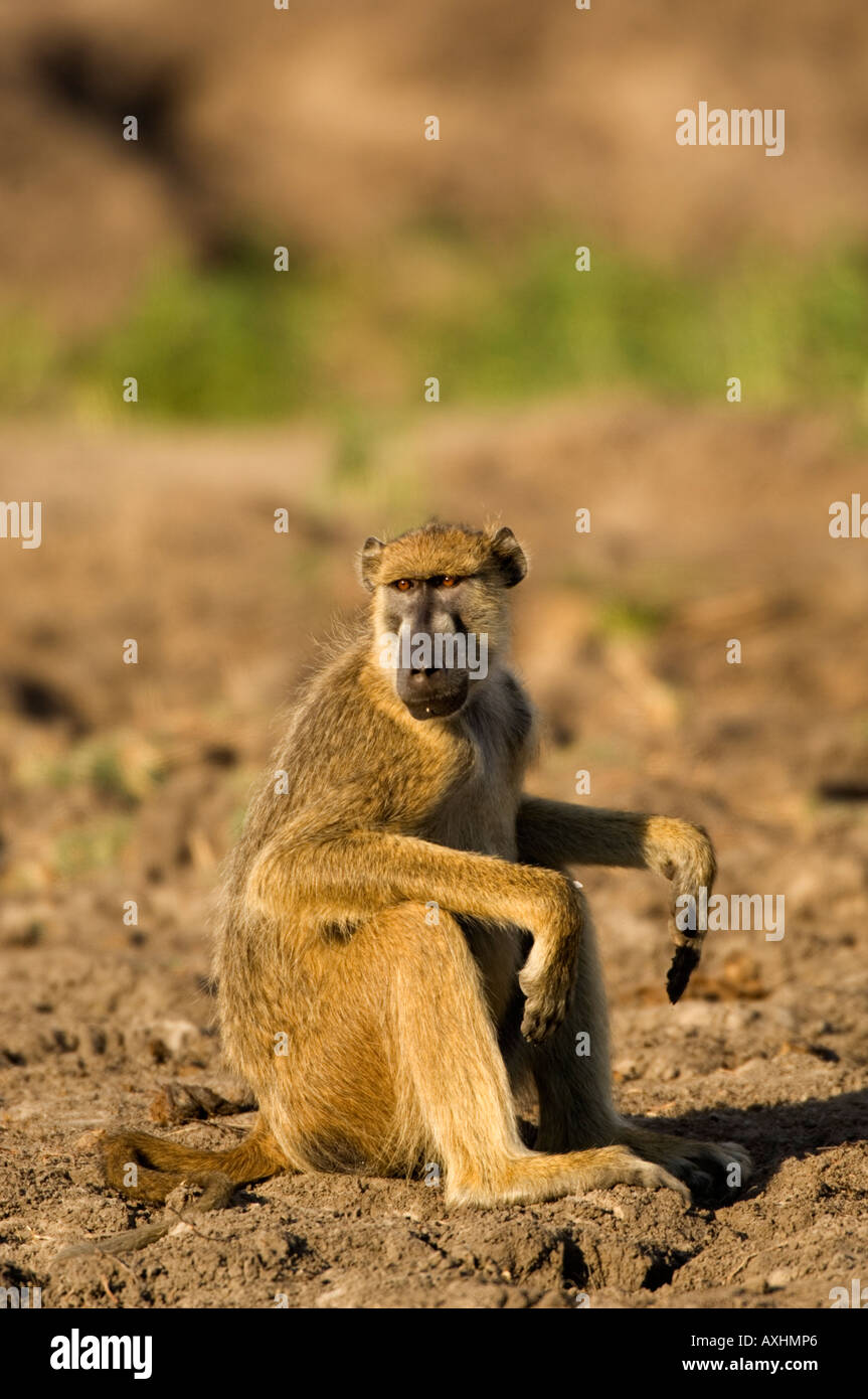 Baboon yellow monkey savanna hi-res stock photography and images - Alamy