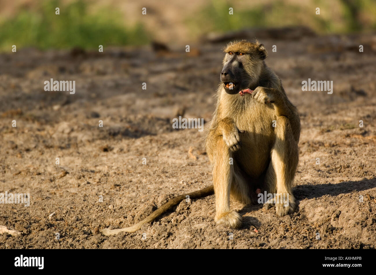 Yellow baboon Papio cynocephalus cynocephalus Selous Game Reserve ...