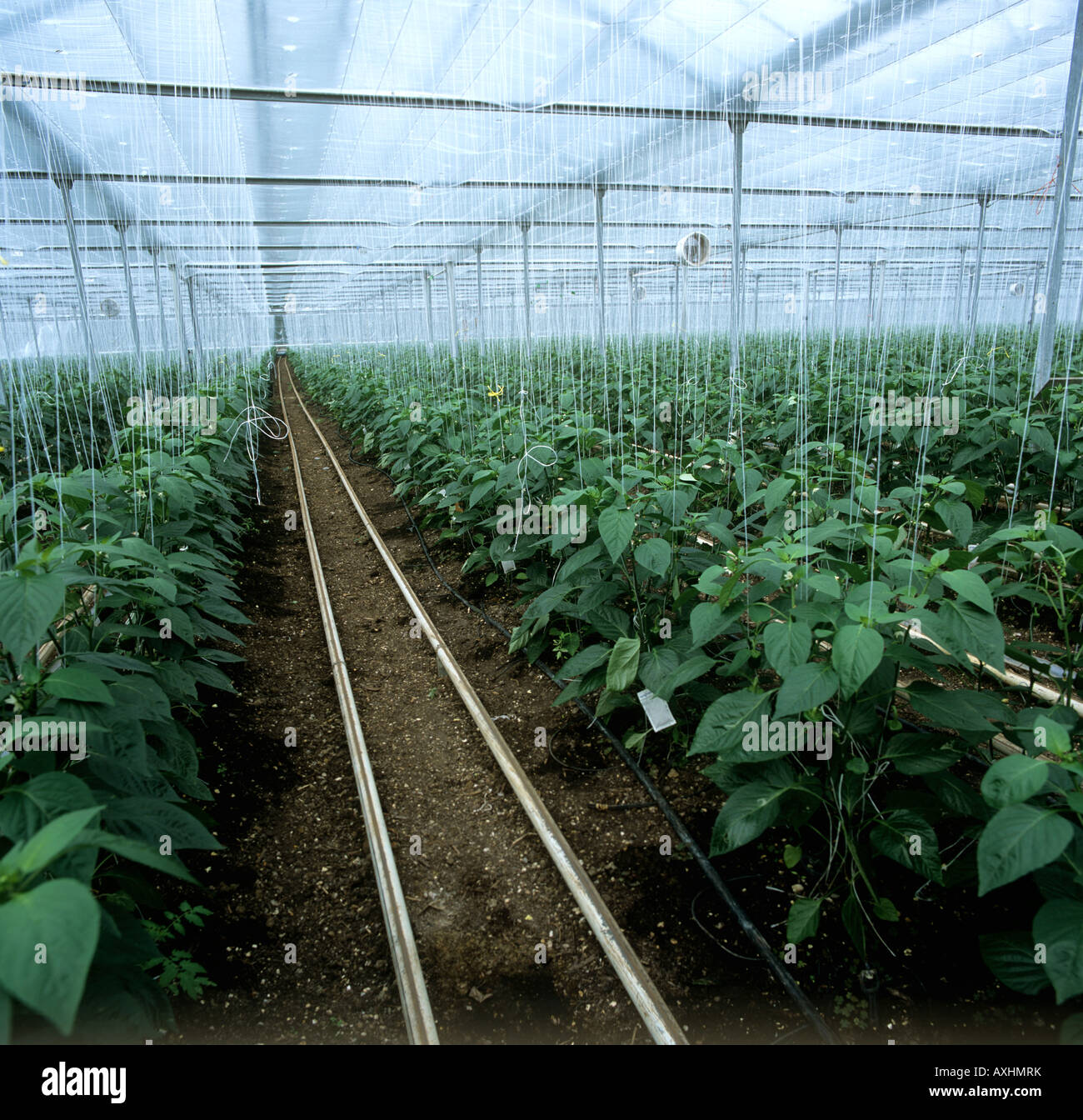 Organic sweet pepper glasshouse crop Capsicum annuum growing in soil ...