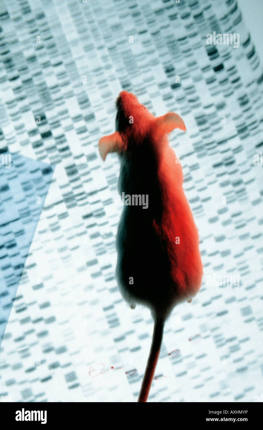 genemodified mouse on a DNA sequence graph Stock Photo - Alamy