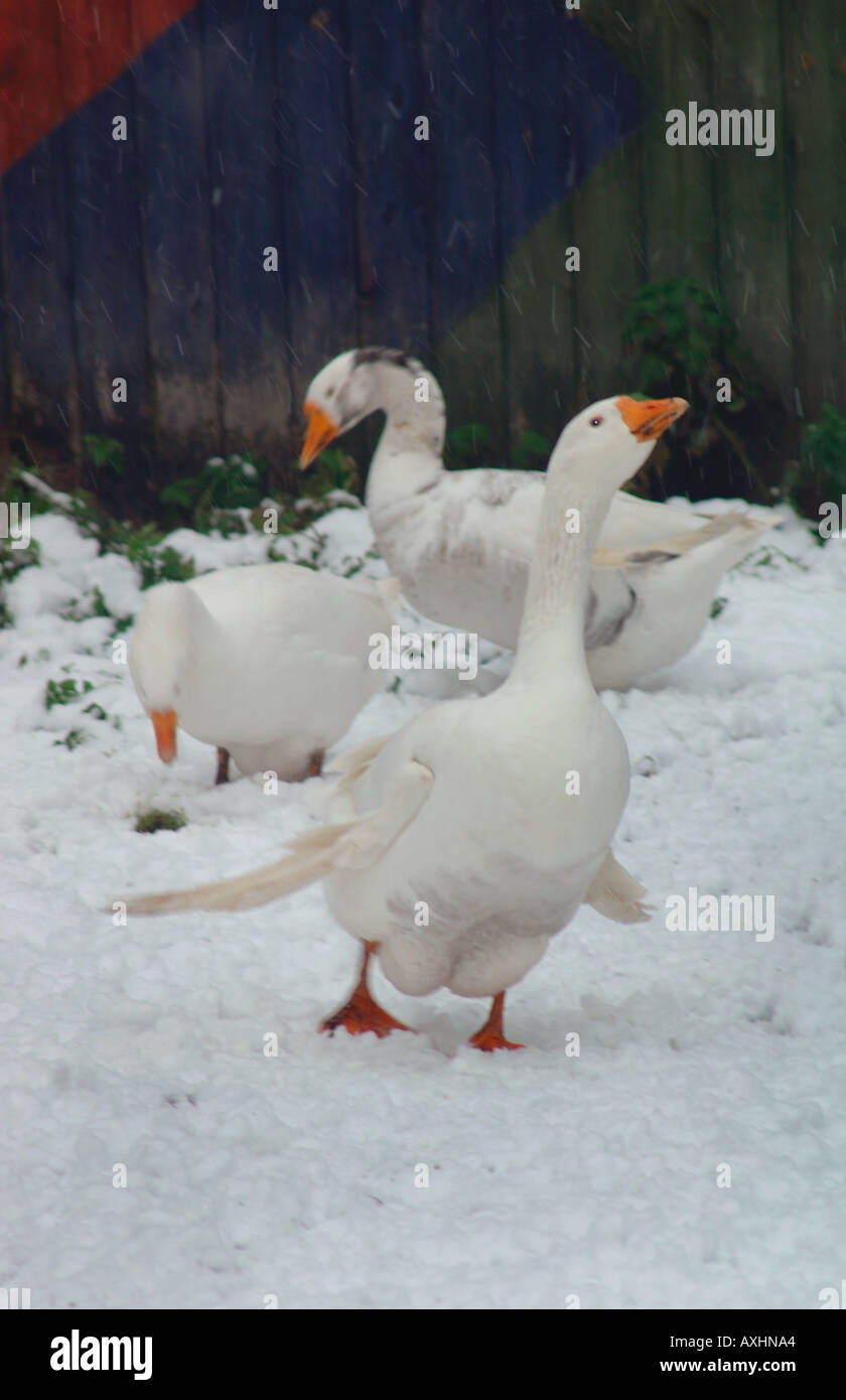 Goose patrol hi-res stock photography and images - Alamy