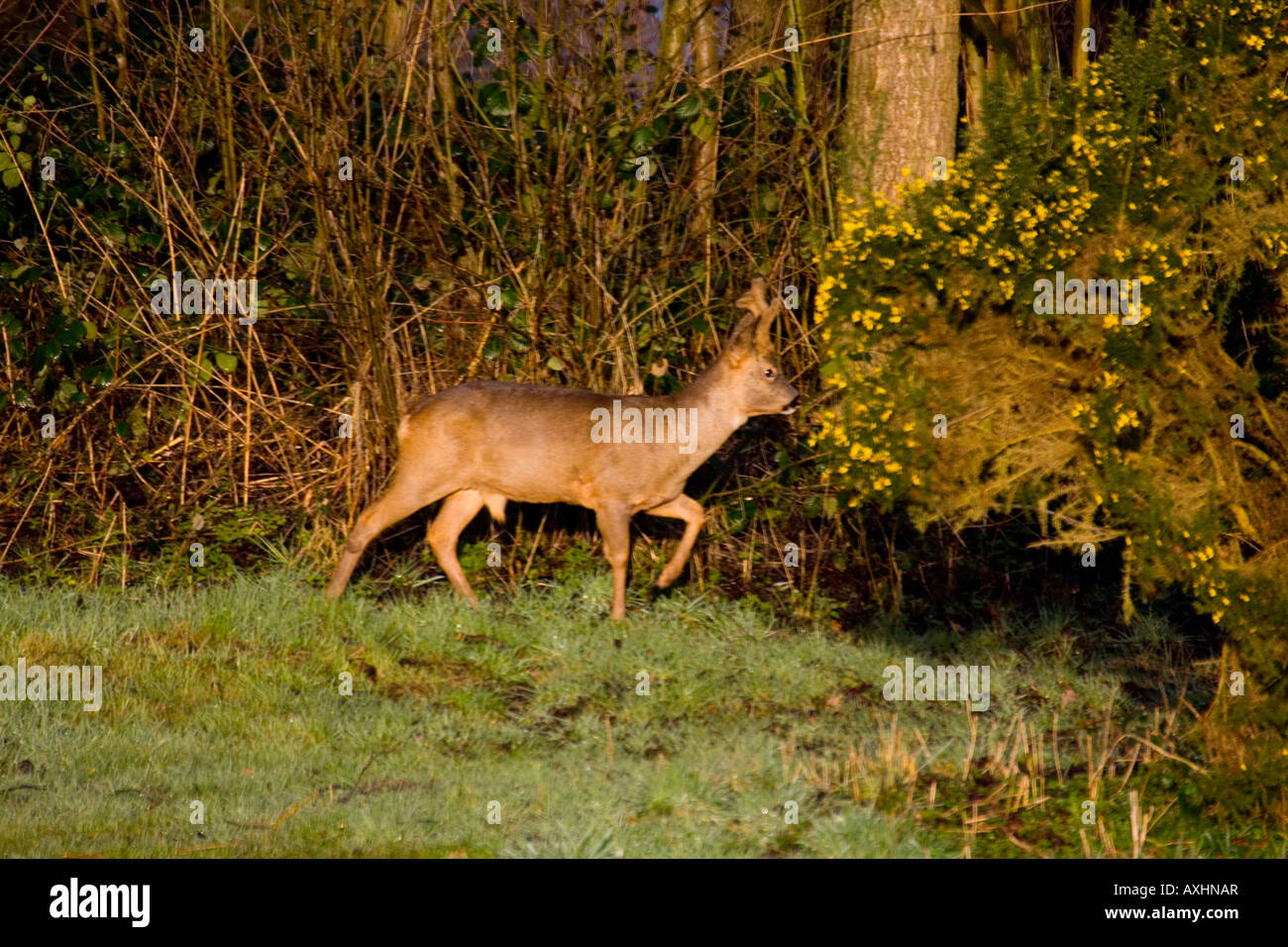 Spring buck hi-res stock photography and images - Alamy