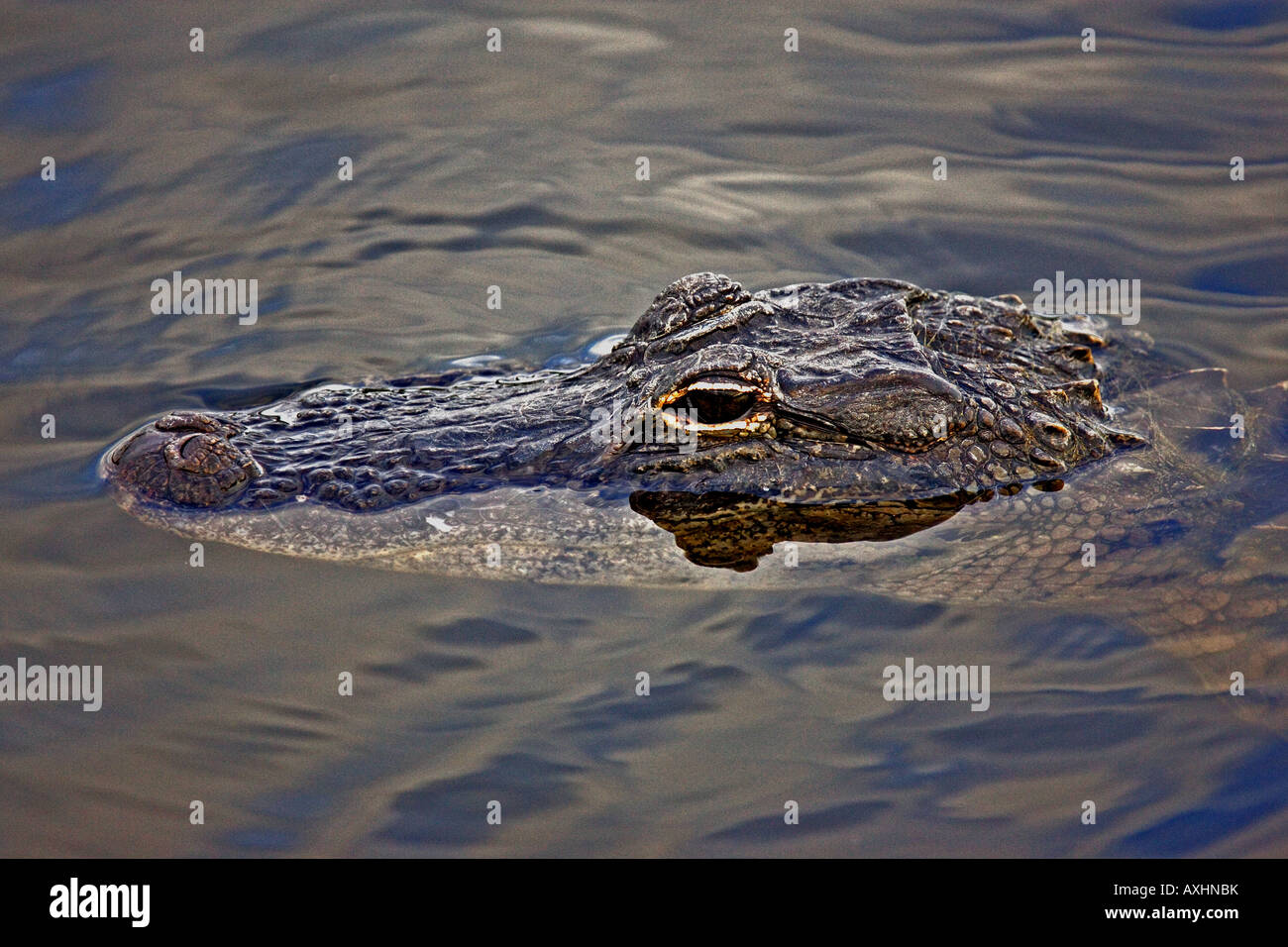 American alligator swimming hi-res stock photography and images - Alamy