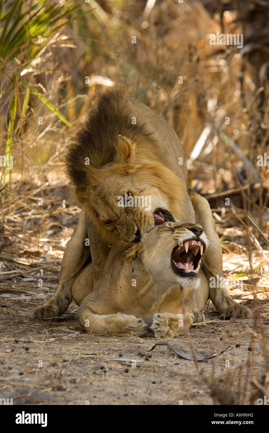 Lions mating panthera leo Selous Game Reserve Tanzania Stock Photo - Alamy