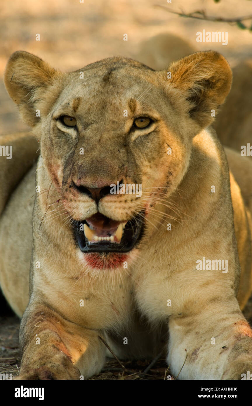 Lion eating its prey panthera leo Selous Game Reserve Tanzania Stock ...