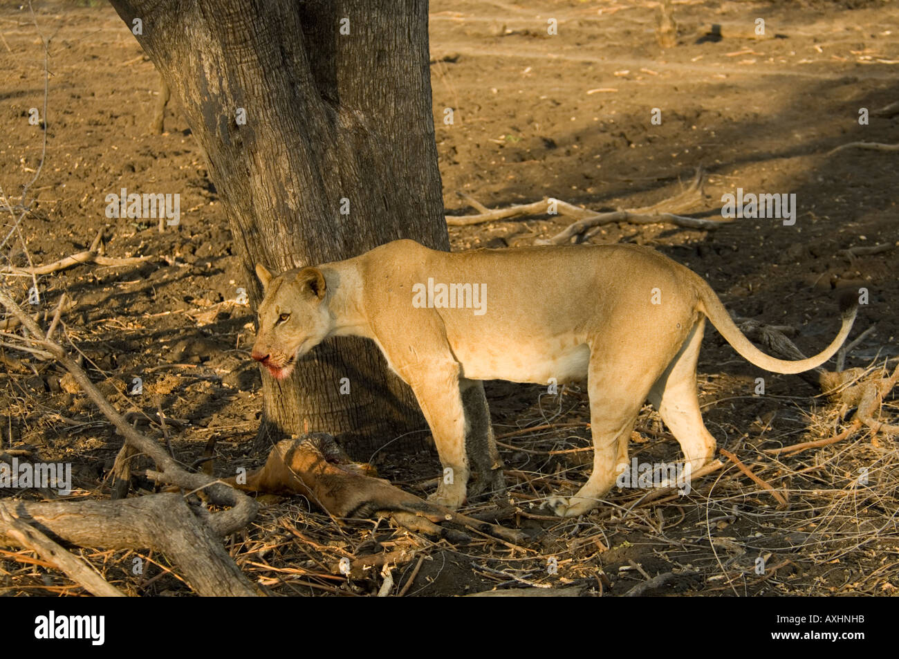 Lion eating its prey panthera leo Selous Game Reserve Tanzania Stock ...
