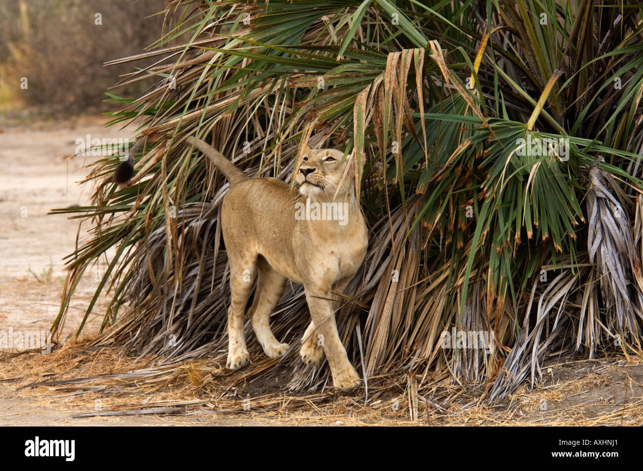 Lion spraying a bush panthera leo Selous Game Reserve Tanzania Stock ...