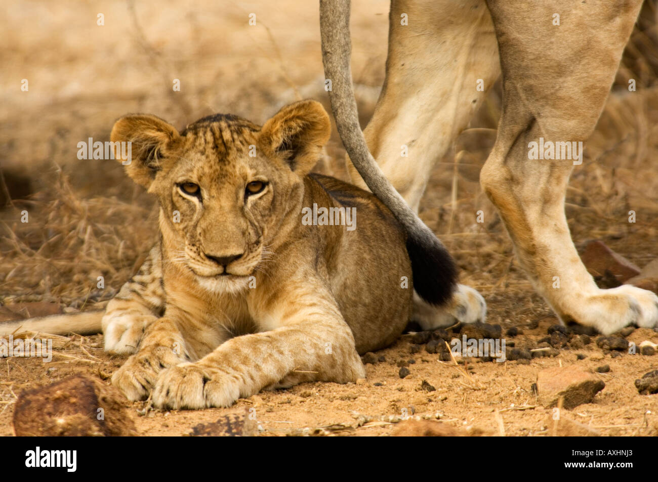 Lion cub panthera leo Selous Game Reserve Tanzania Stock Photo - Alamy