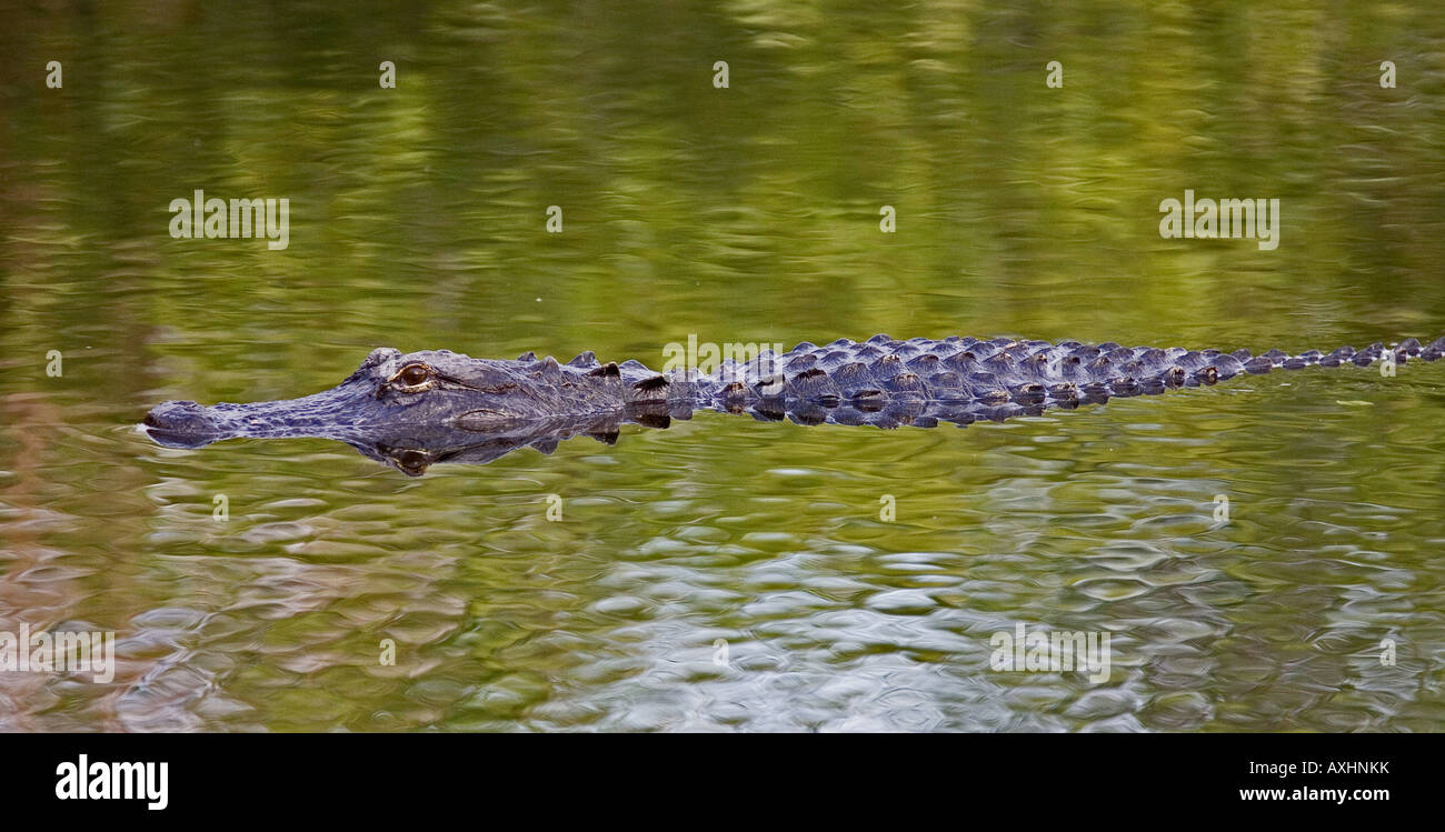 American Alligator swimming in shallow waters, Everglades, Florida, USA ...