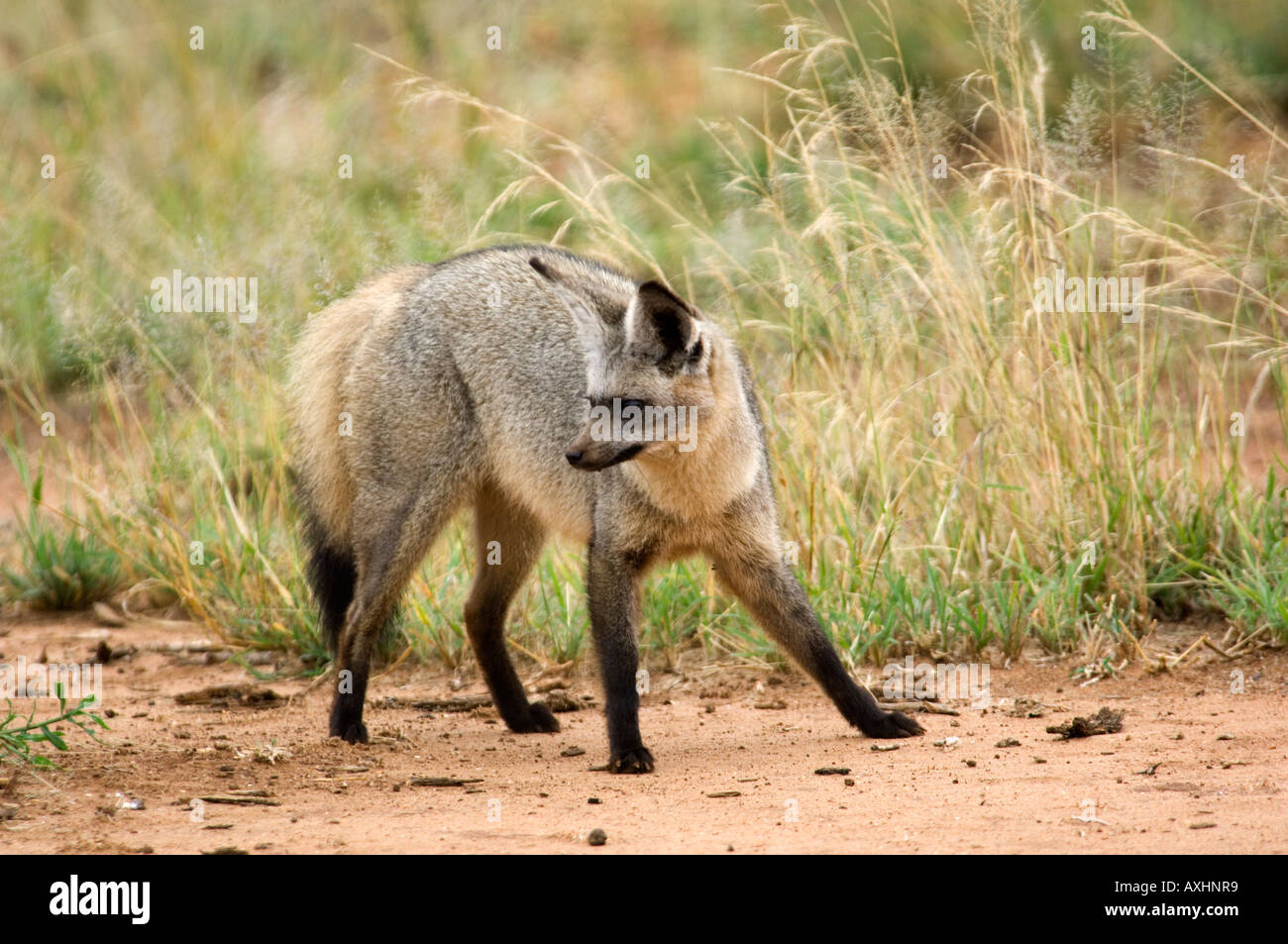 Tanzania Tarangire National Park bat-eared fox Otocyon megalotis Stock ...