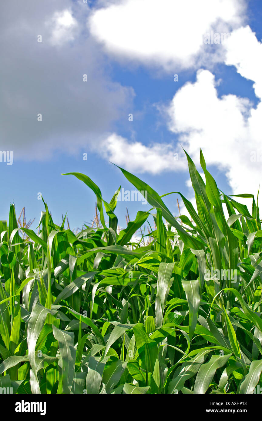 Maisfeld maize corn field Stock Photo - Alamy