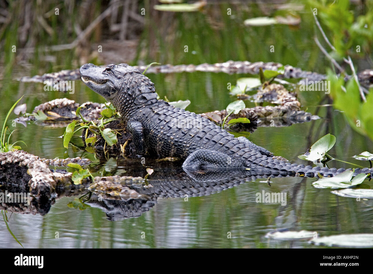 American Alligator resting in the shallow waters of the Everglades ...