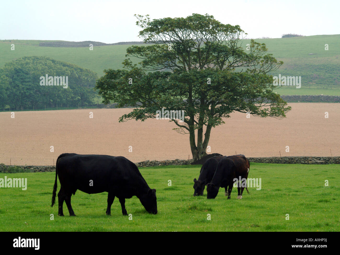 Beef cattle grazing at grass under tree Stock Photo - Alamy