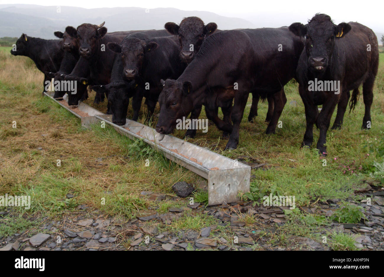 Beef cattle feeding at trough on hillside in early morning mist Stock ...