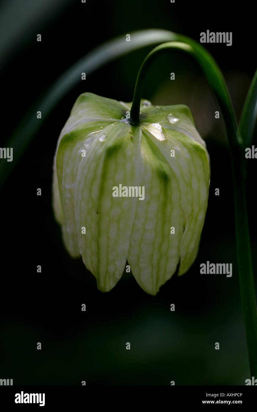 WHITE SNAKES HEAD FRITILLARY (Fritillaria meleagris Stock Photo - Alamy