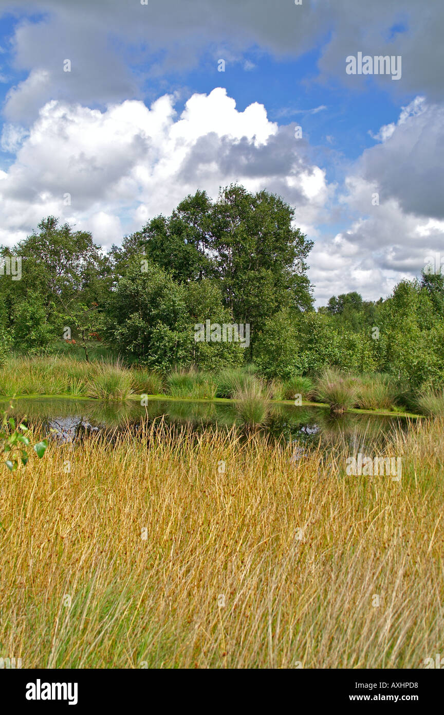 Moor am Ewigen Meer Stock Photo - Alamy