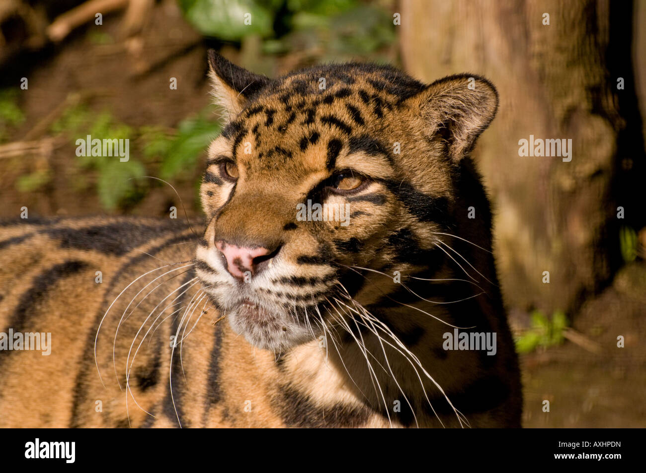 The Clouded Leopard (Neofelis nebulosa Stock Photo - Alamy