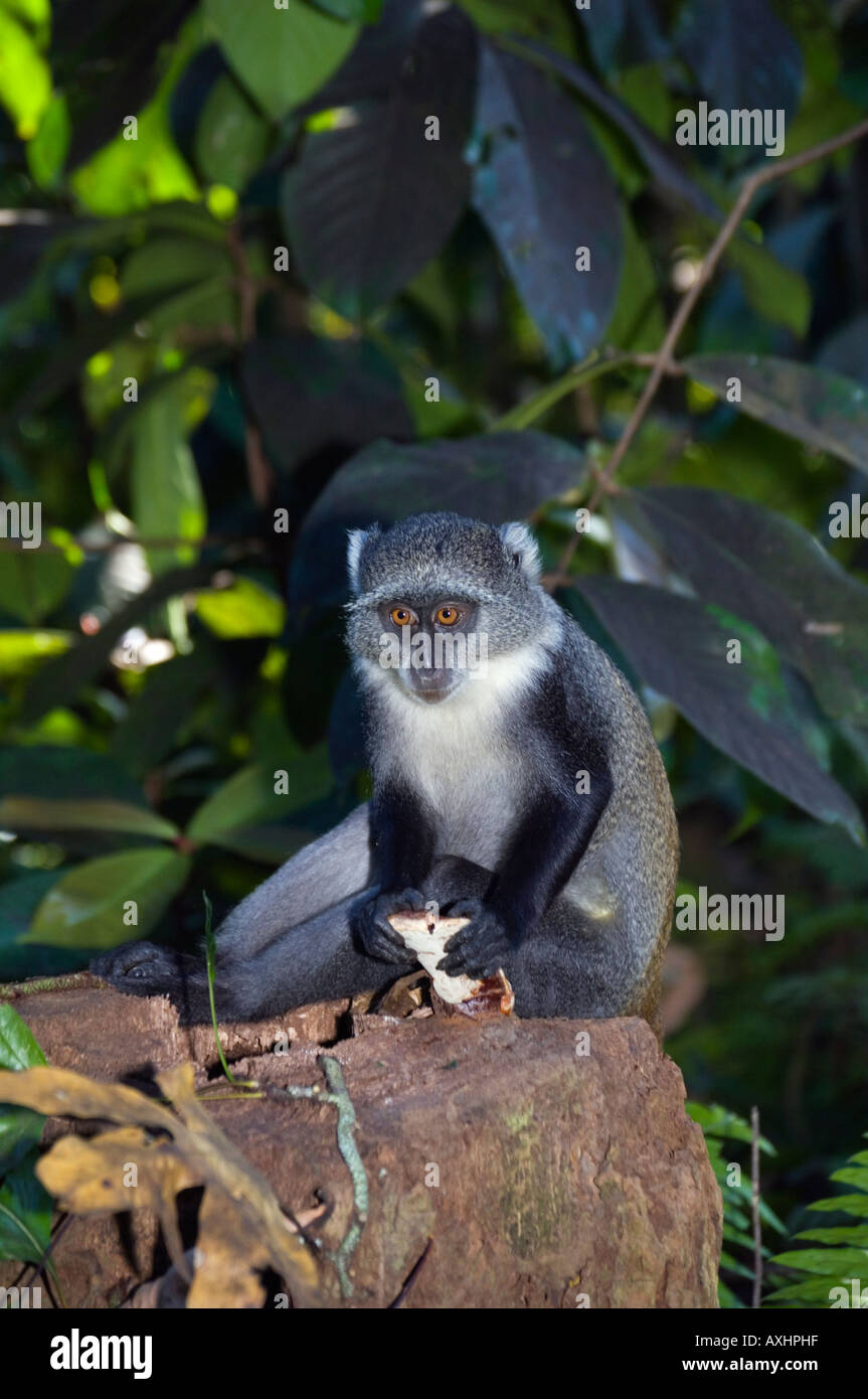 Tanzania Zanzibar Jozani forest Blue monkey Cercopithecus mitis Stock ...