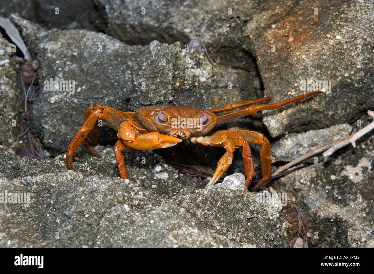 Tanzania Zanzibar Chumbe Island crab Stock Photo - Alamy
