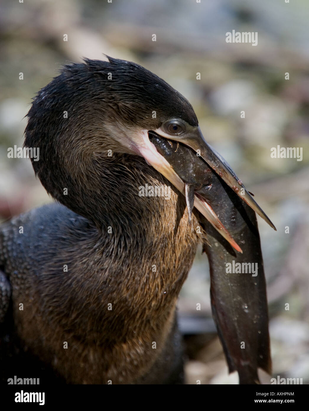 Darters anhingas anhingidae family hi-res stock photography and images ...