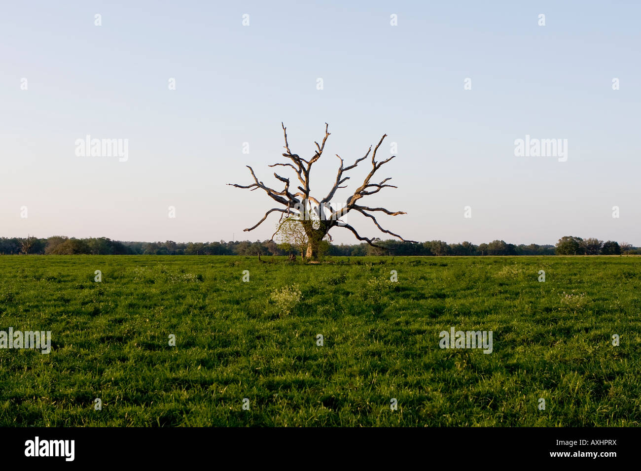 Dead Oak Tree in Green Pasture with Blue Sky and Clouds branch limb ...