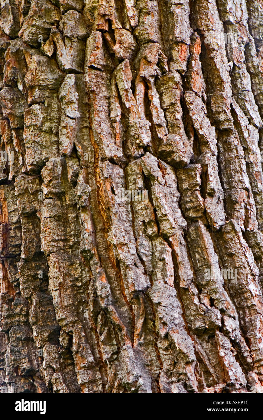 Bark of an old oak tree in Epping Forest Stock Photo - Alamy