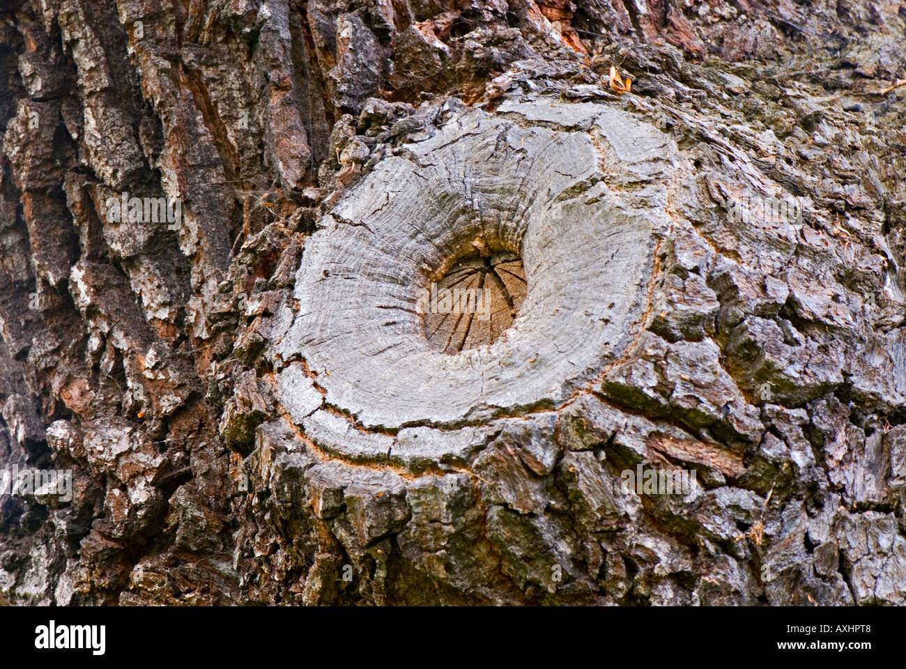 Weather wound hi-res stock photography and images - Alamy