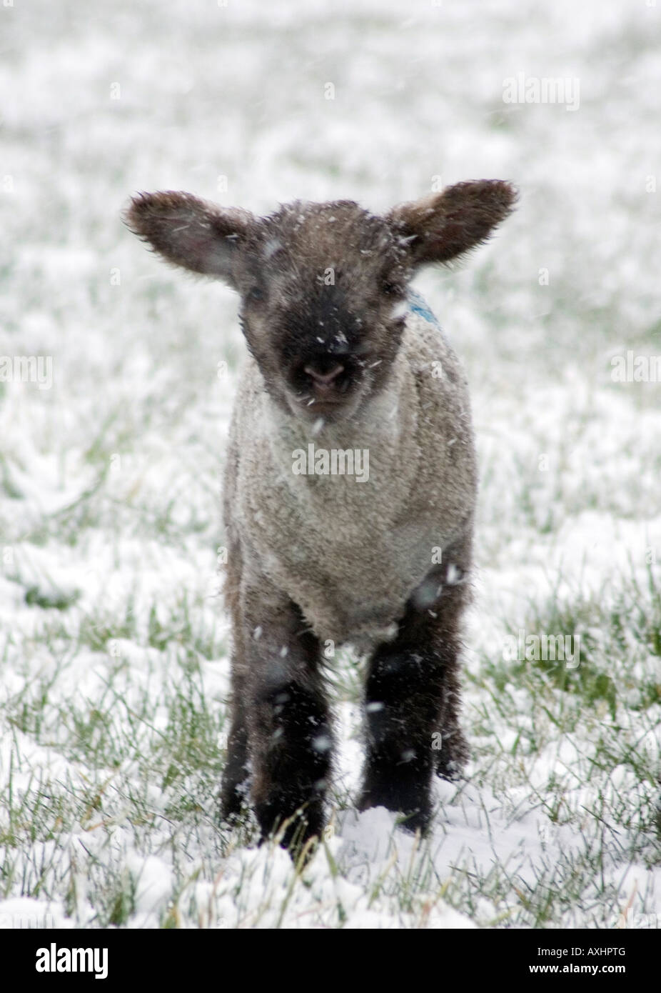 Lamb in winter field Stock Photo - Alamy