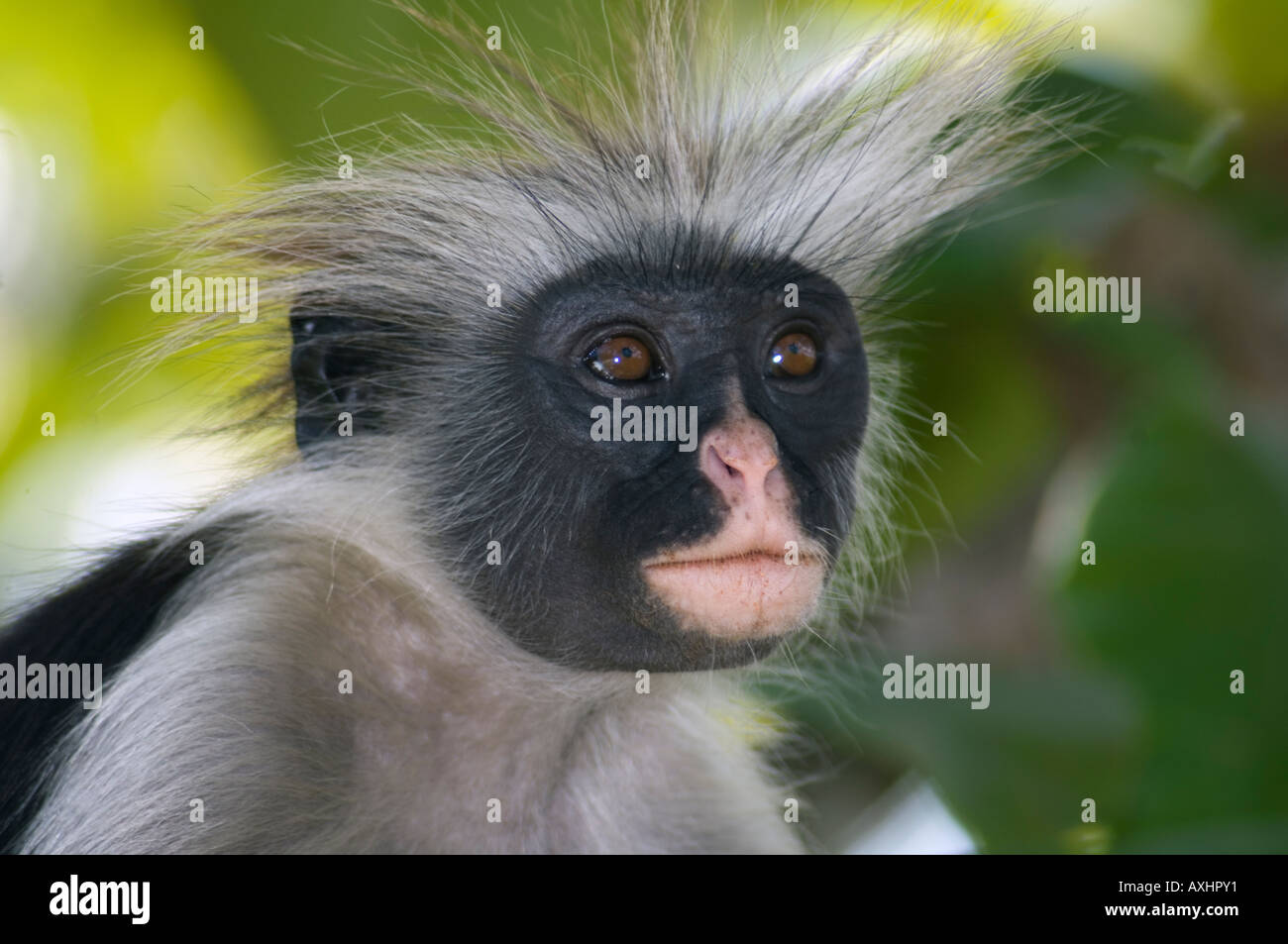 Zanzibar endemic fauna hi-res stock photography and images - Alamy