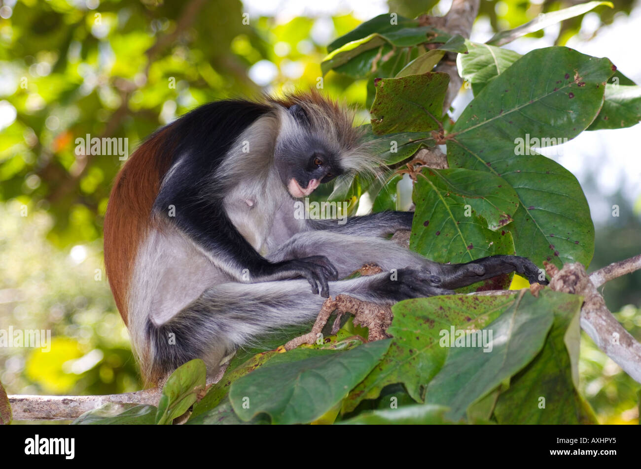 S red colobus High Resolution Stock Photography and Images - Alamy
