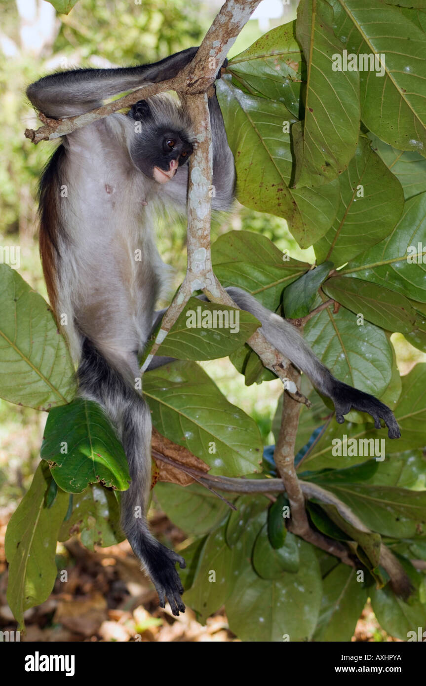 S red colobus hi-res stock photography and images - Alamy