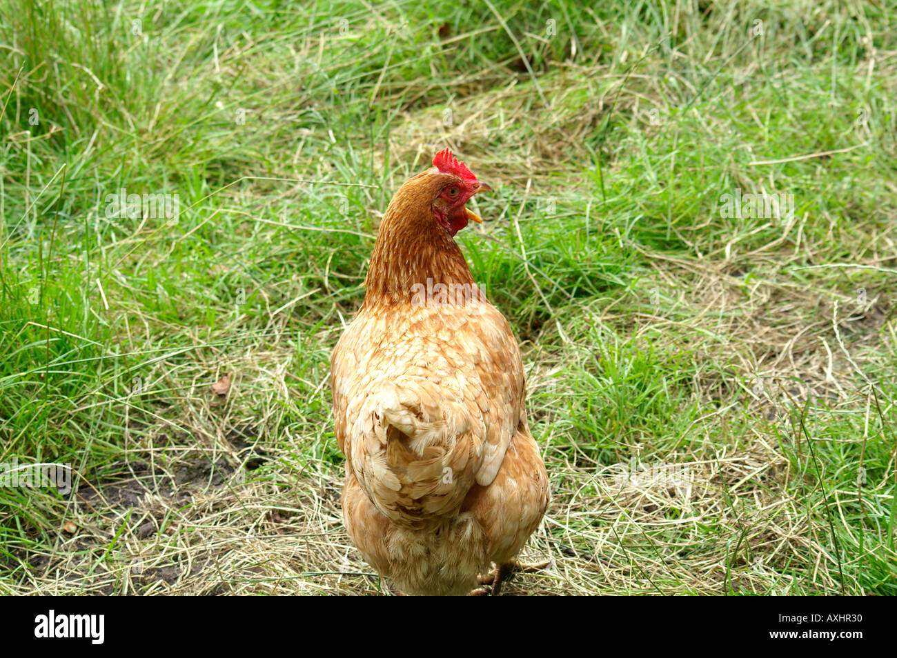 Chicken boss hi-res stock photography and images - Alamy