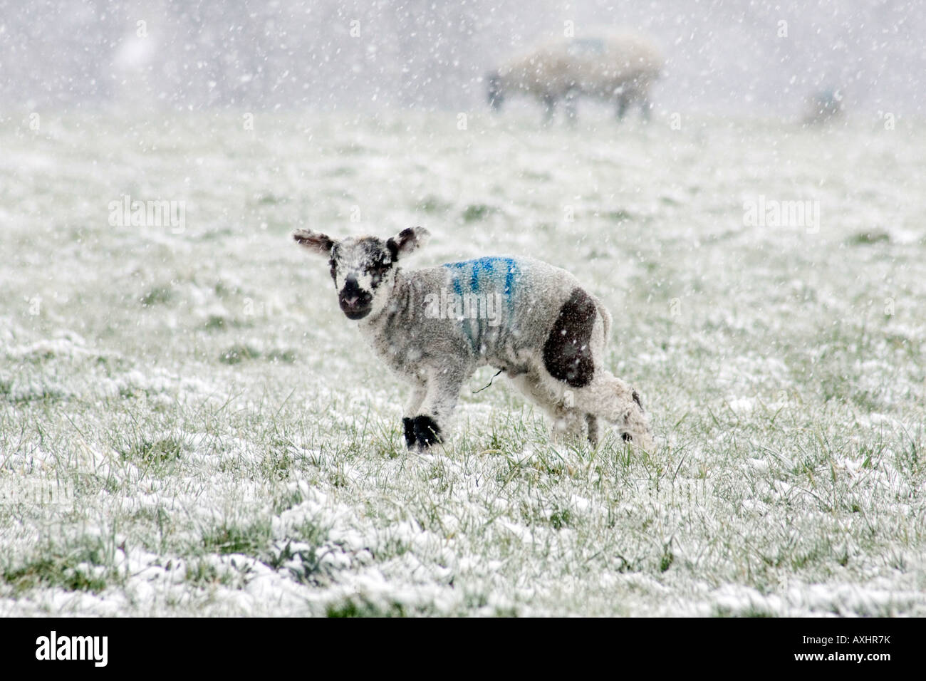 Weather cold lamb hi-res stock photography and images - Alamy