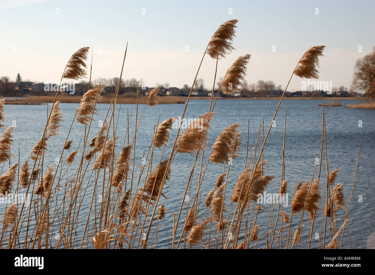 rush cane on river bank Stock Photo - Alamy
