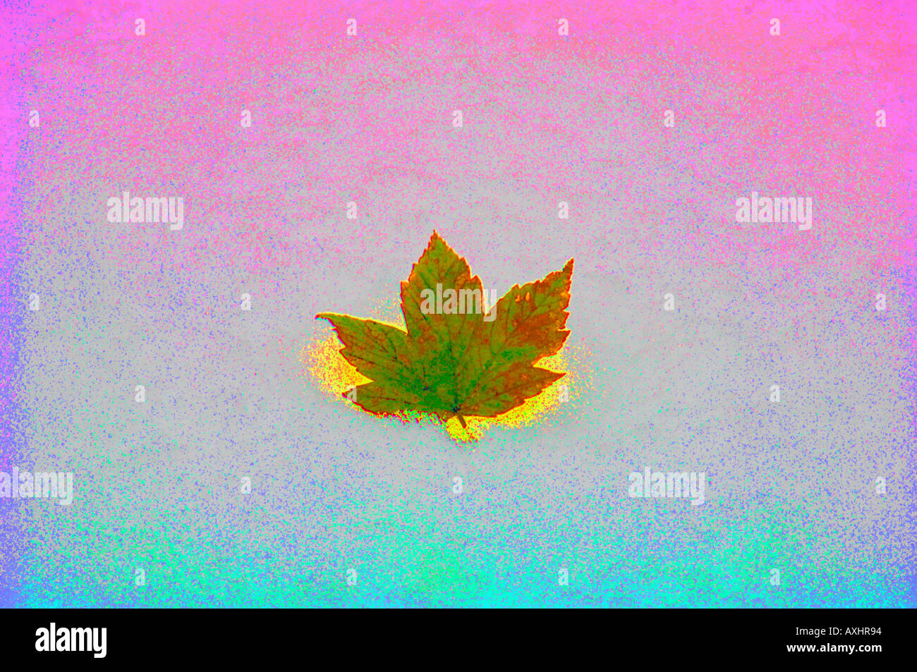 Distinct leaf hi-res stock photography and images - Alamy