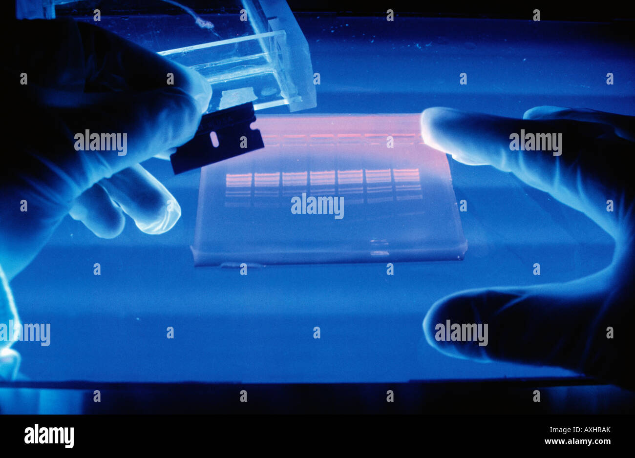 isolation extraction of DNA separated by gel medium Stock Photo - Alamy
