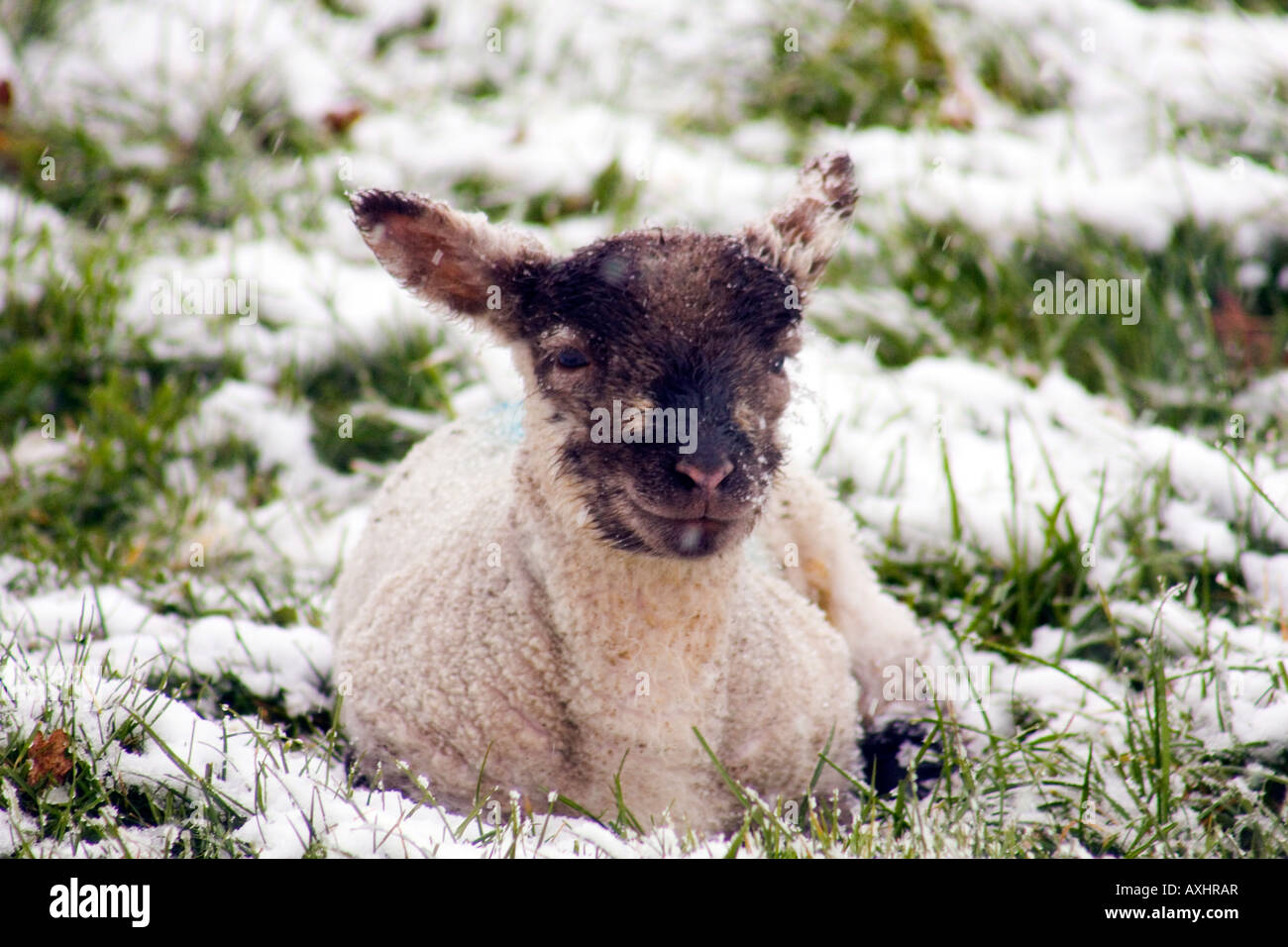 Lamb in winter field Stock Photo - Alamy