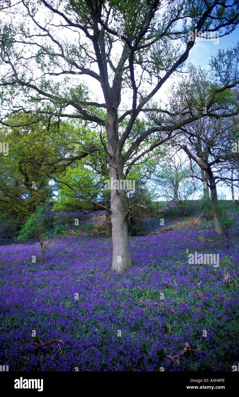 Bluebells covering the ground in bluebell woods Stock Photo - Alamy