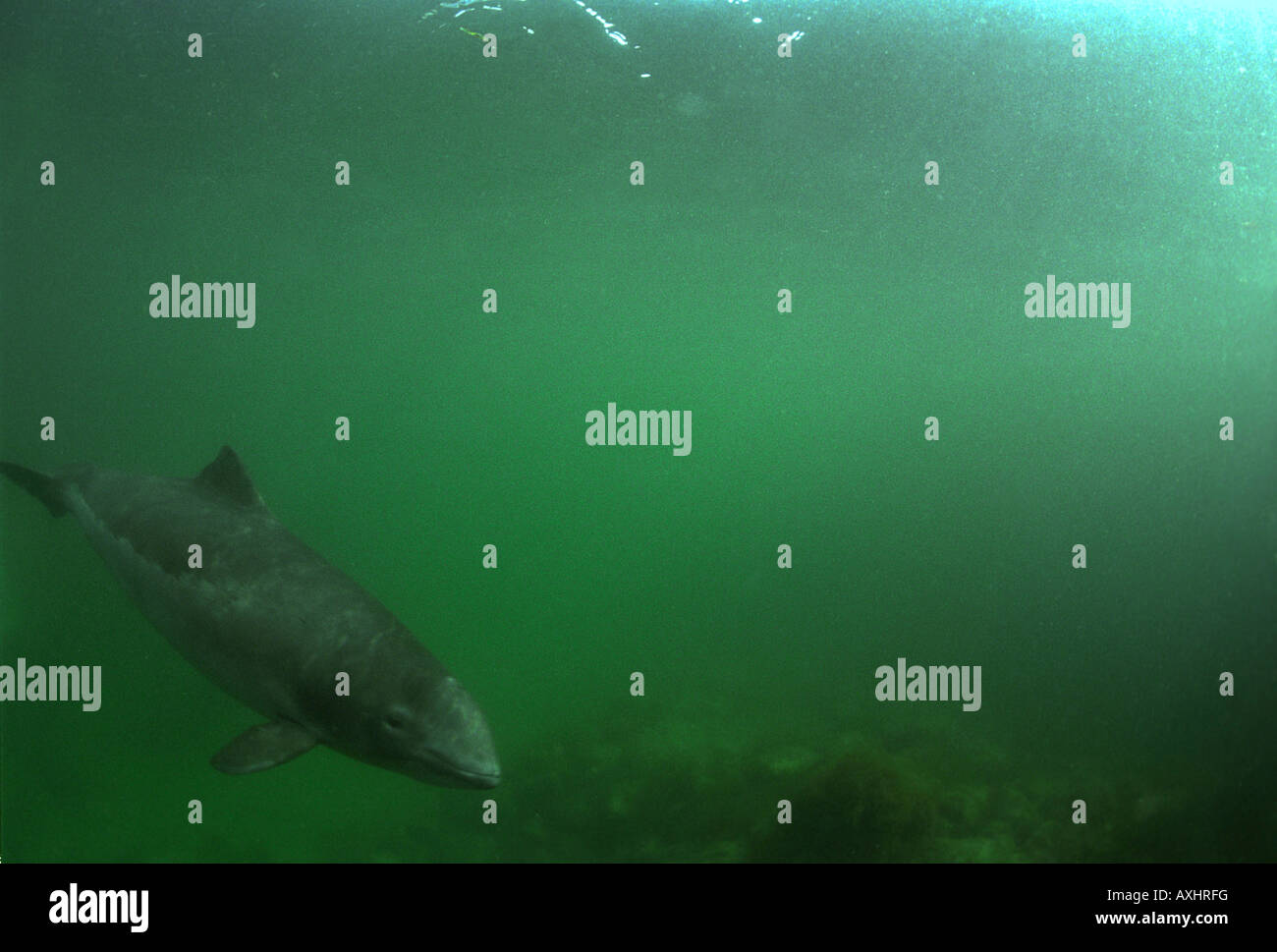 A Harbour Porpoise (Phocoena phocoena), Denmark Stock Photo - Alamy