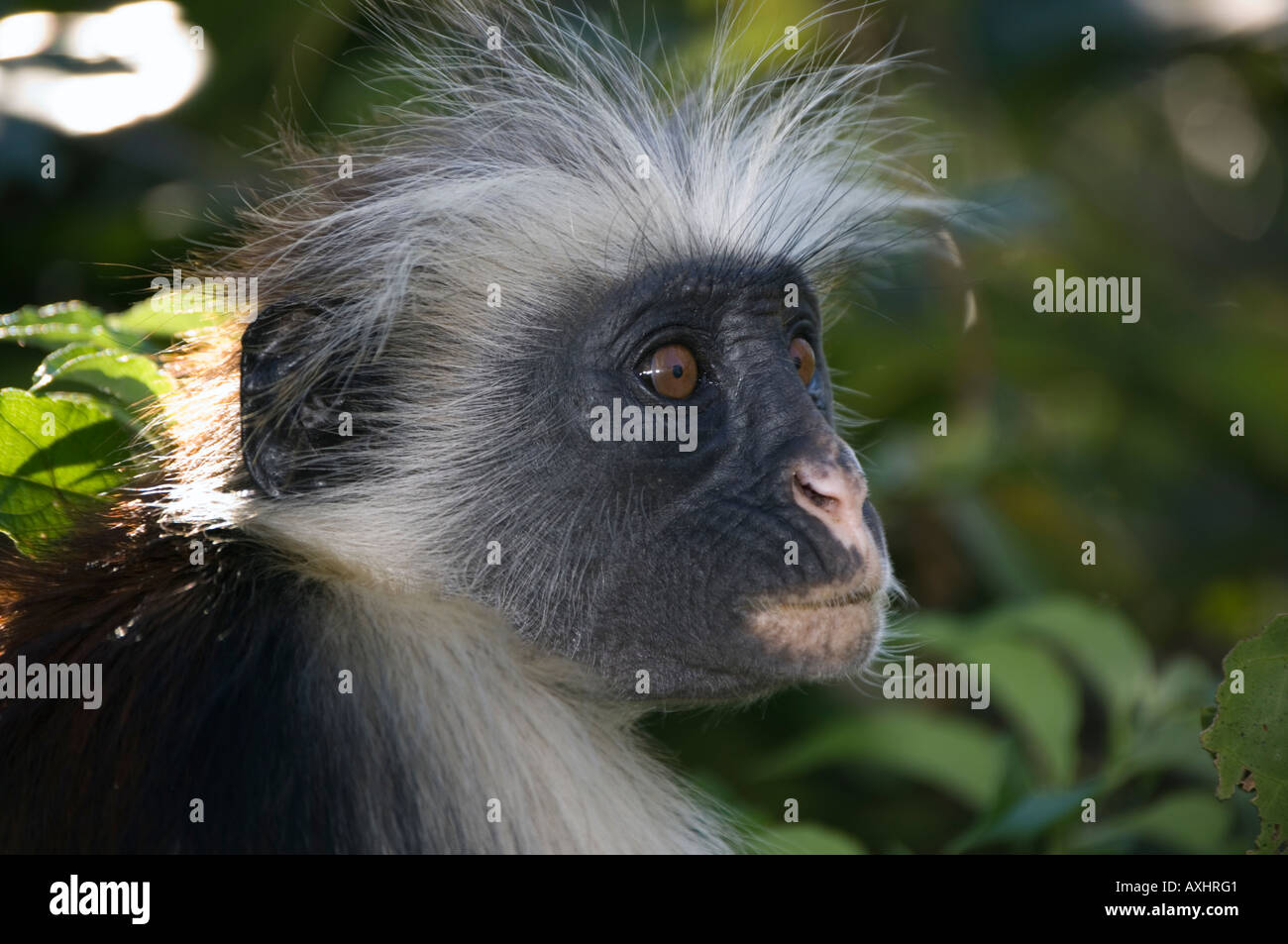 S red colobus hi-res stock photography and images - Alamy