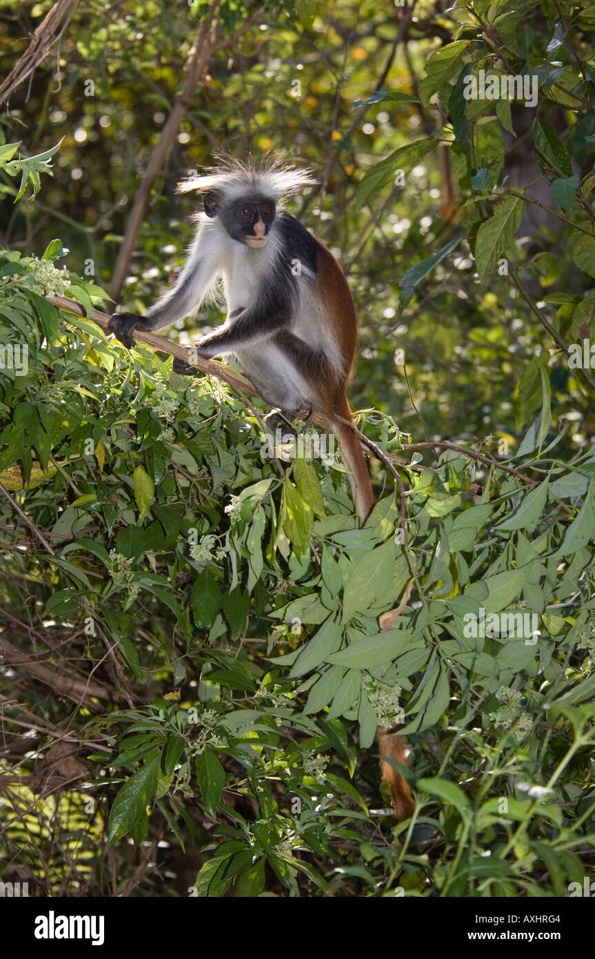 Kirk's Red Colobus monkey Procolobus kirkii is endemic to Zanzibar ...